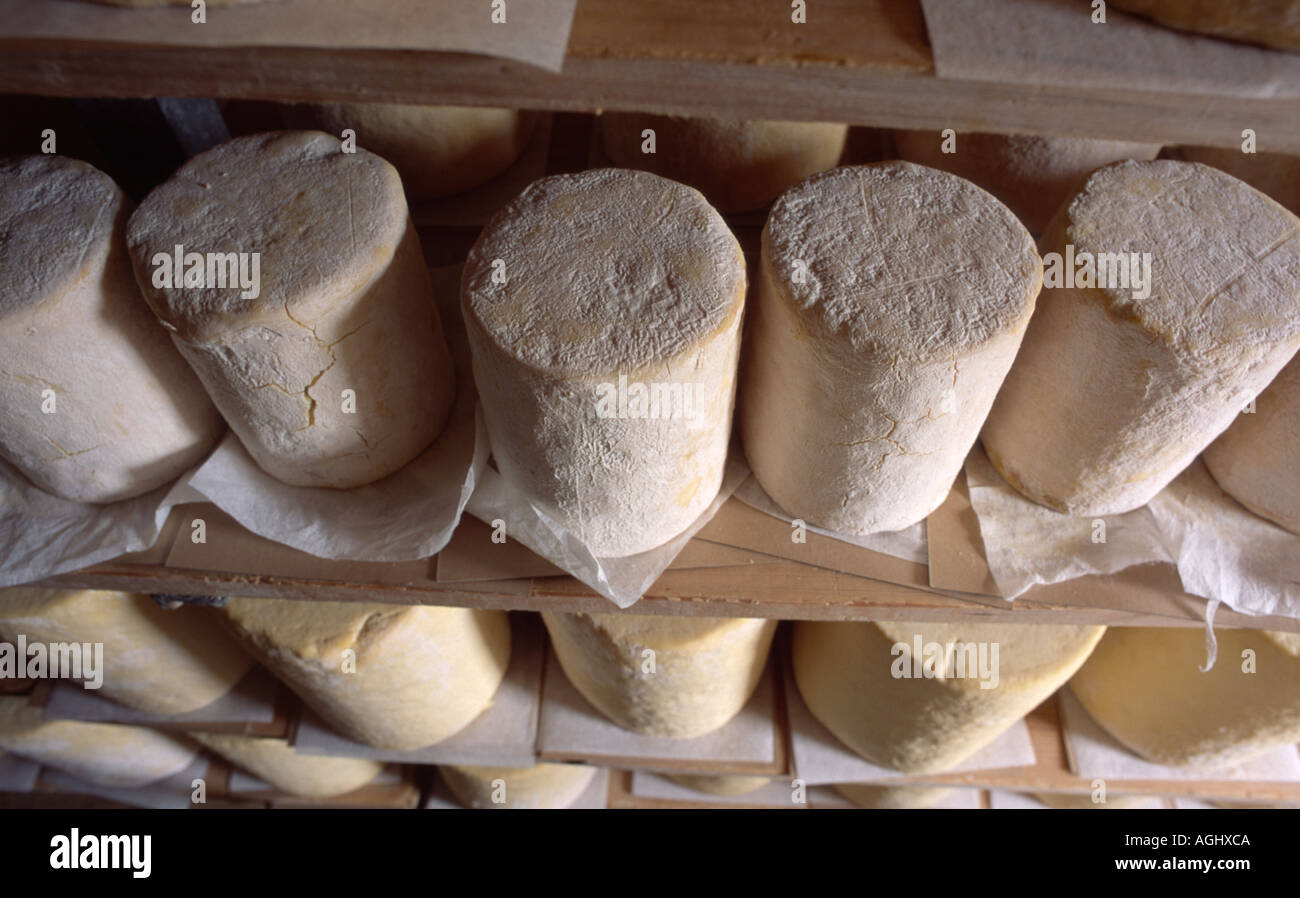 Stilton cheese making hi-res stock photography and images - Alamy