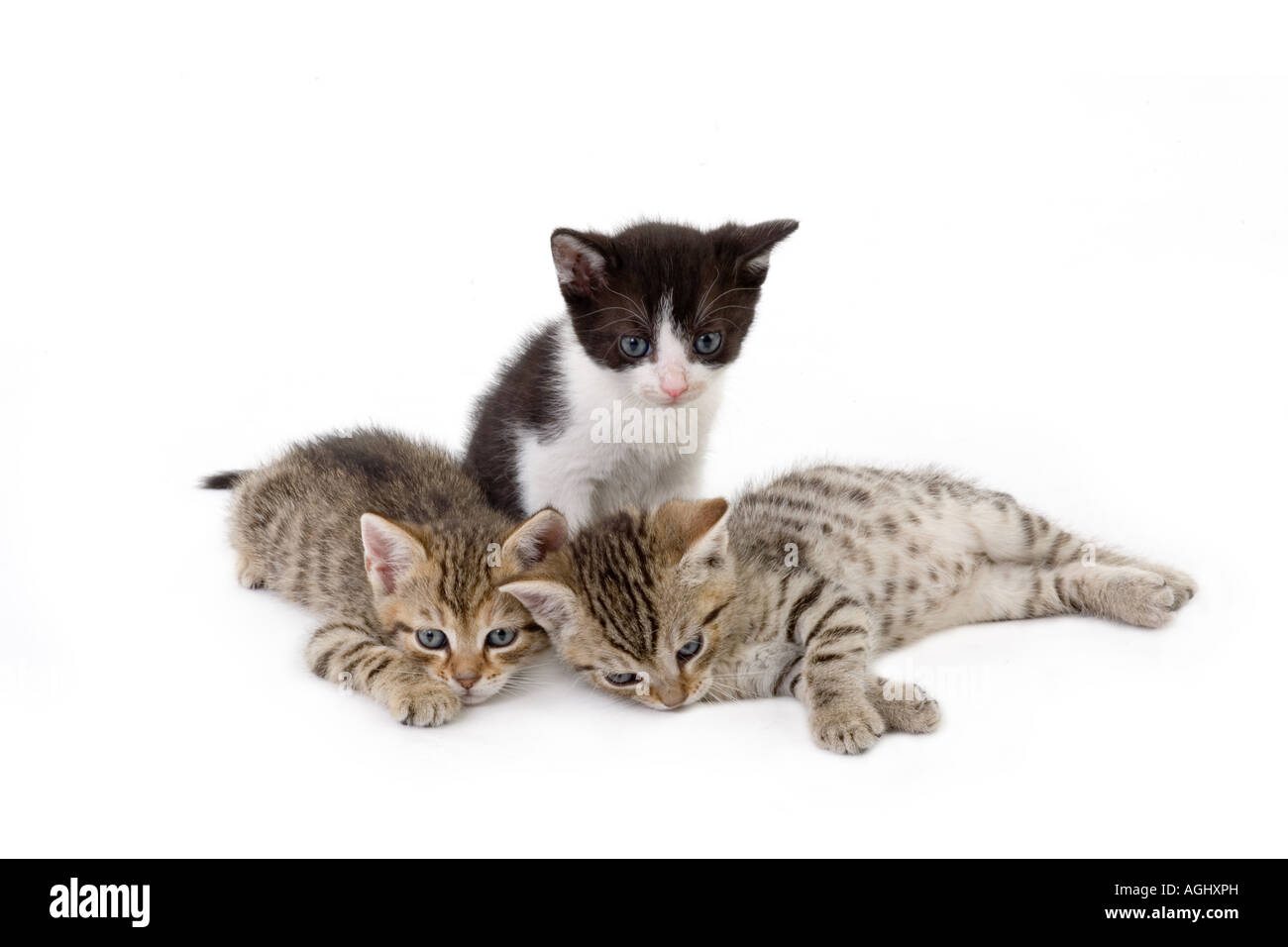 three kitten brothers 5 weeks Stock Photo - Alamy