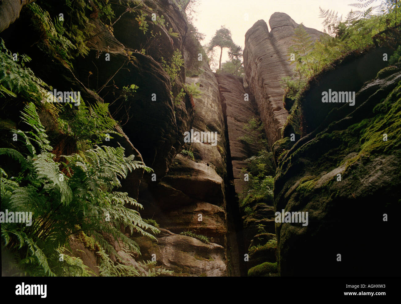 Path in the Treplice National Park, Czech Republic Stock Photo - Alamy