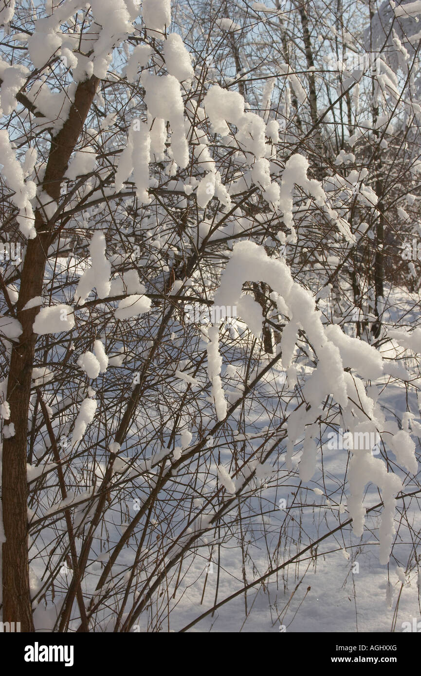 Snow-clad snow-covered forest wood tree and the blue sky nice landscape ...