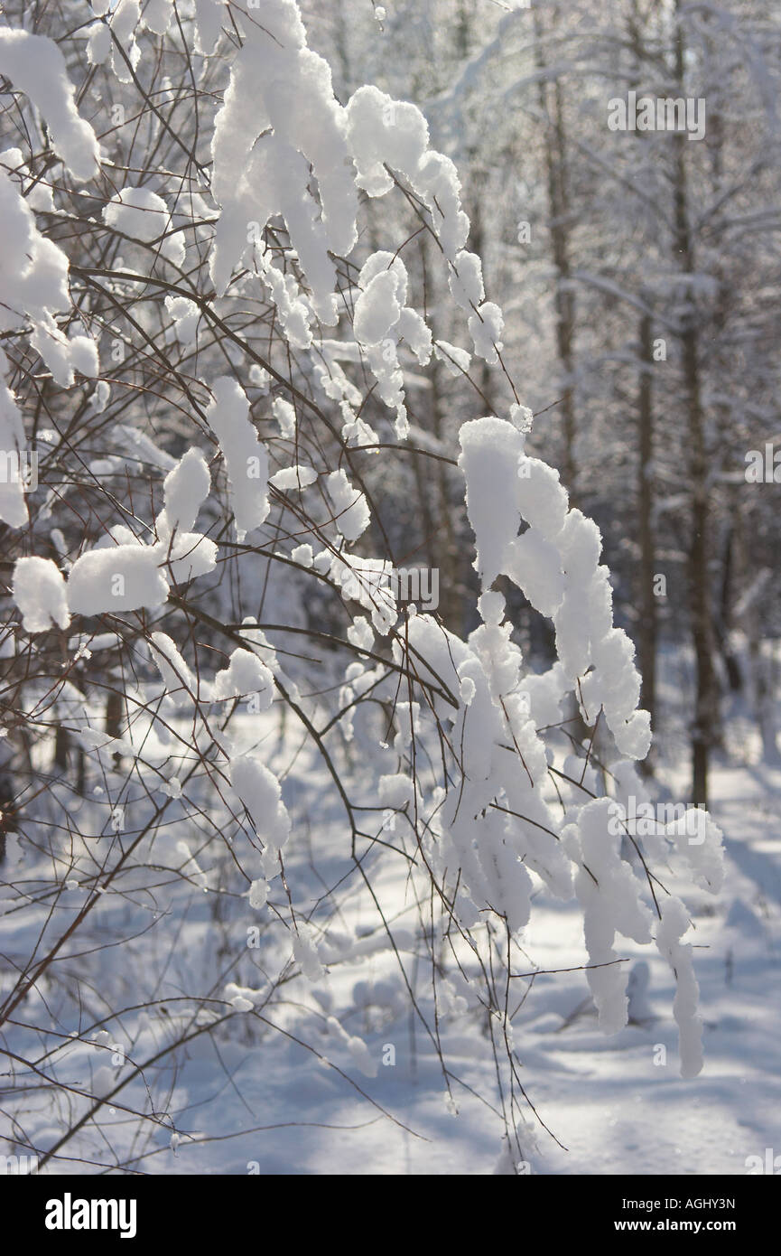Snow-clad snow-covered forest wood tree and the blue sky nice landscape ...