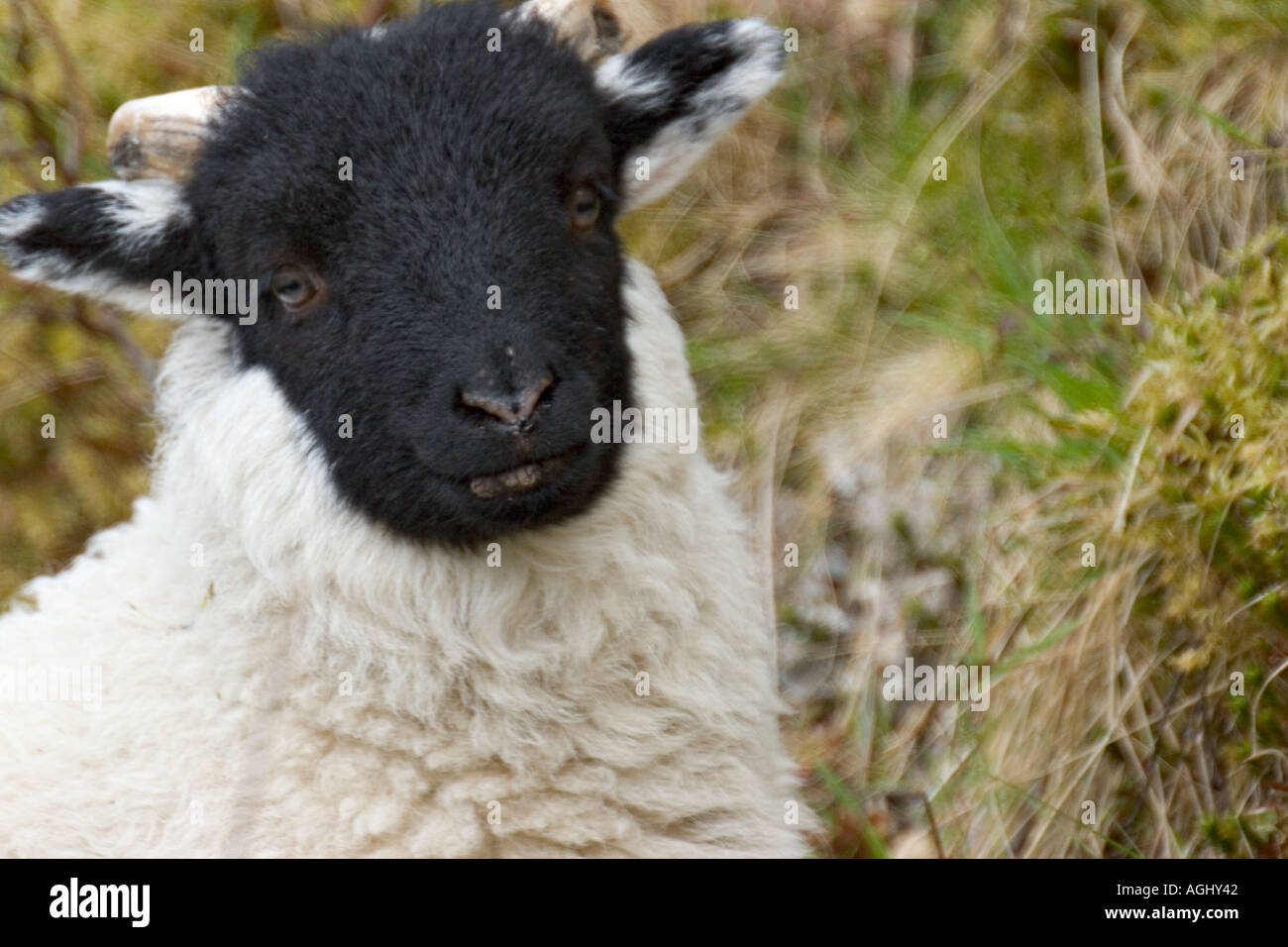 portrait of lamb Stock Photo - Alamy