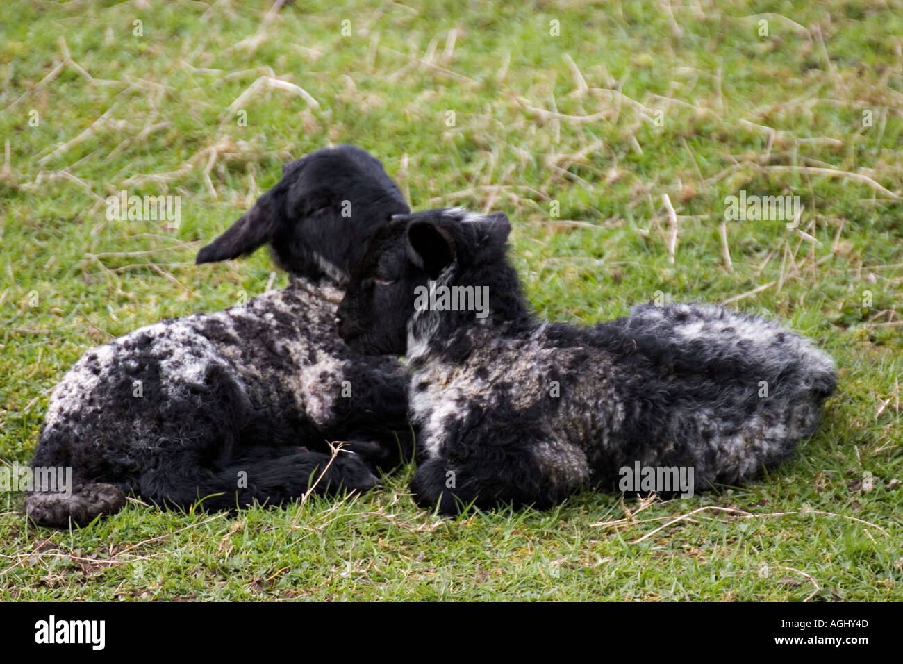 Cuddling lamb hi-res stock photography and images - Alamy