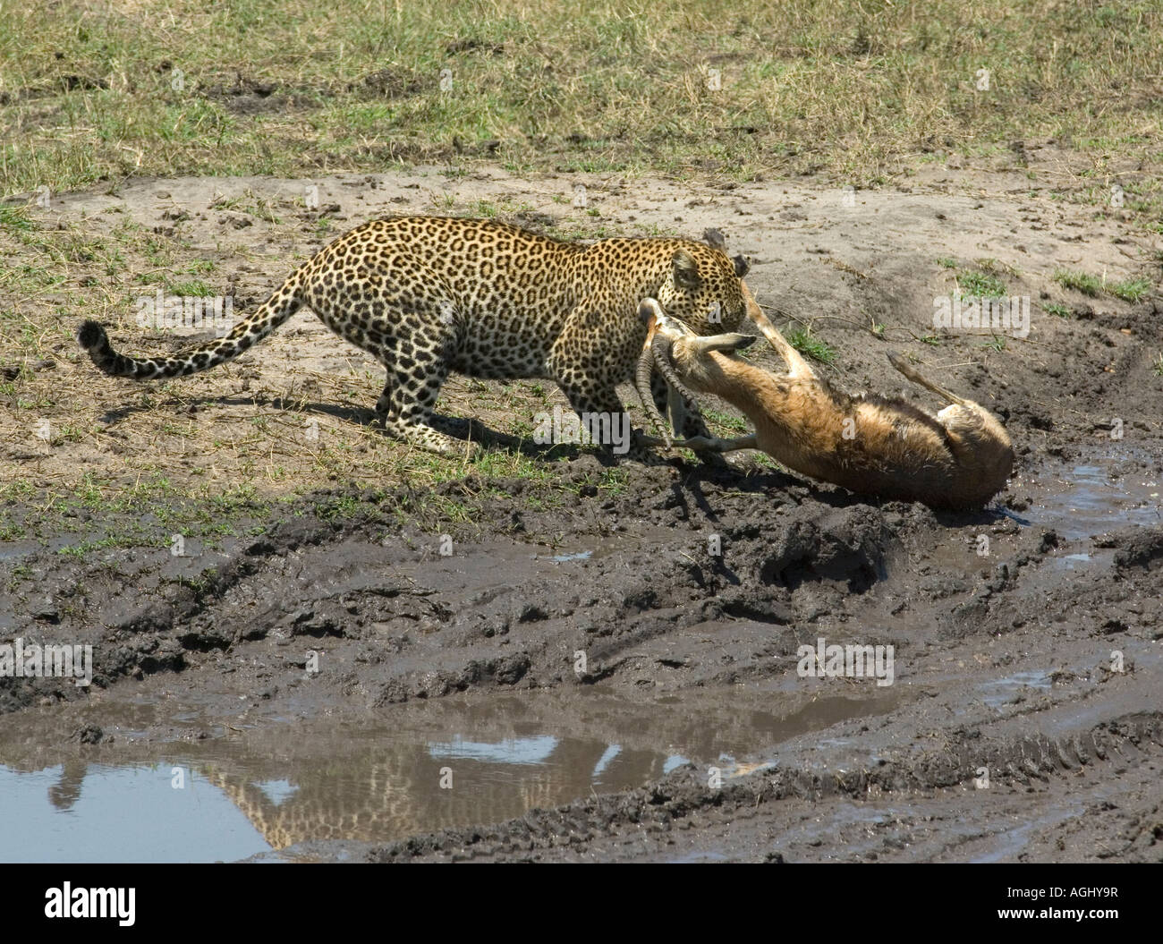 Leopard Hunt Gazelle