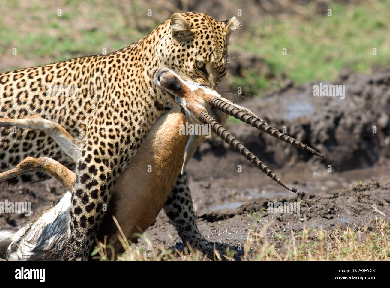 Leopard and gazelle hi-res stock photography and images - Alamy