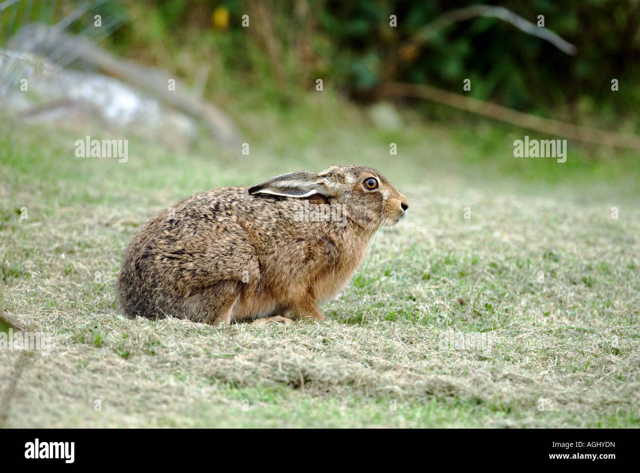A Brown Hare, at rest in meadow Stock Photo - Alamy