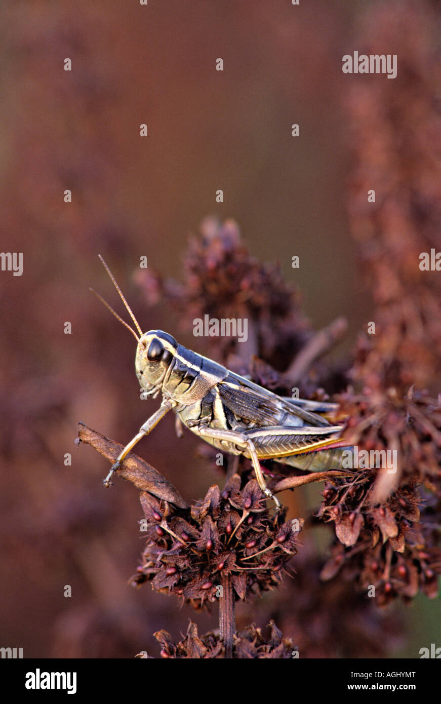 Grasshopper on dock plant Colony Farm Regional Park Coquitlam British ...