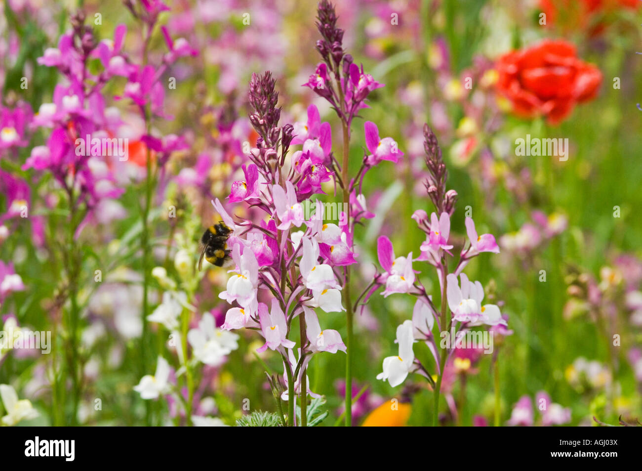 Many species of colourful wild flowers and bee in a meadow Stock Photo ...