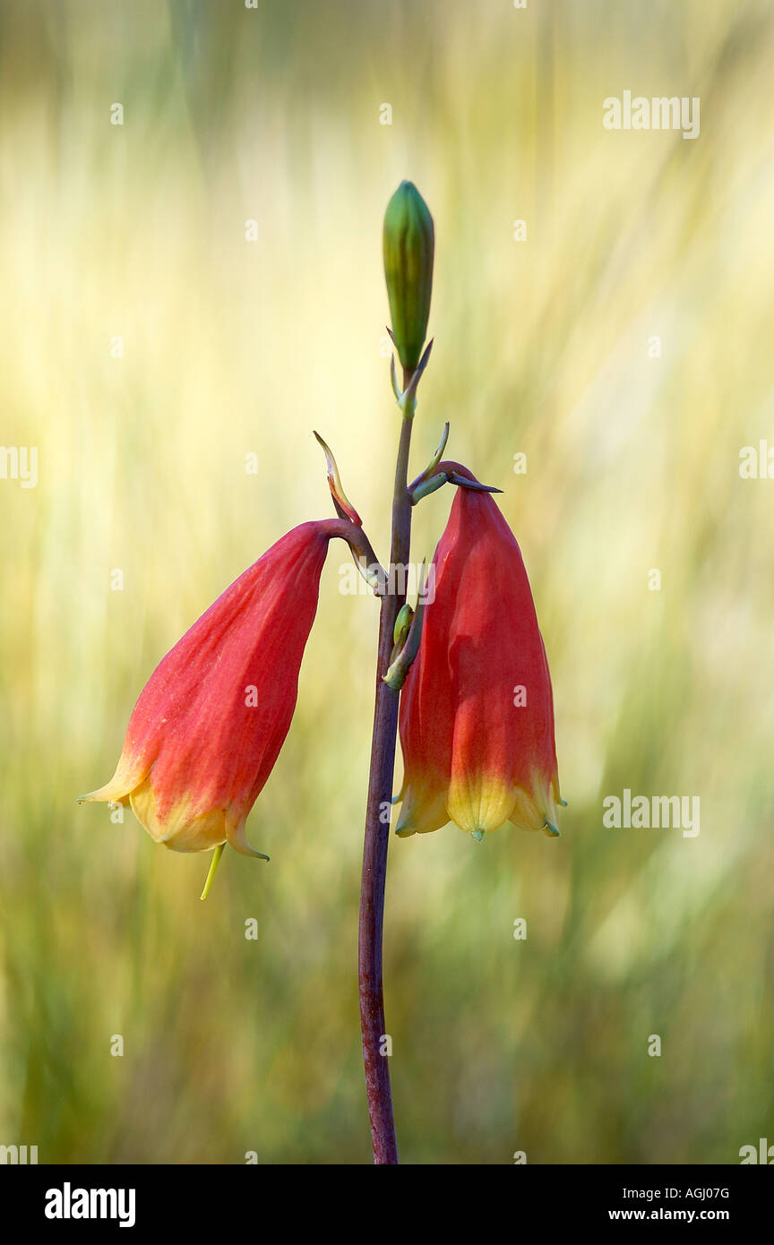 Bell flowers hi-res stock photography and images - Alamy