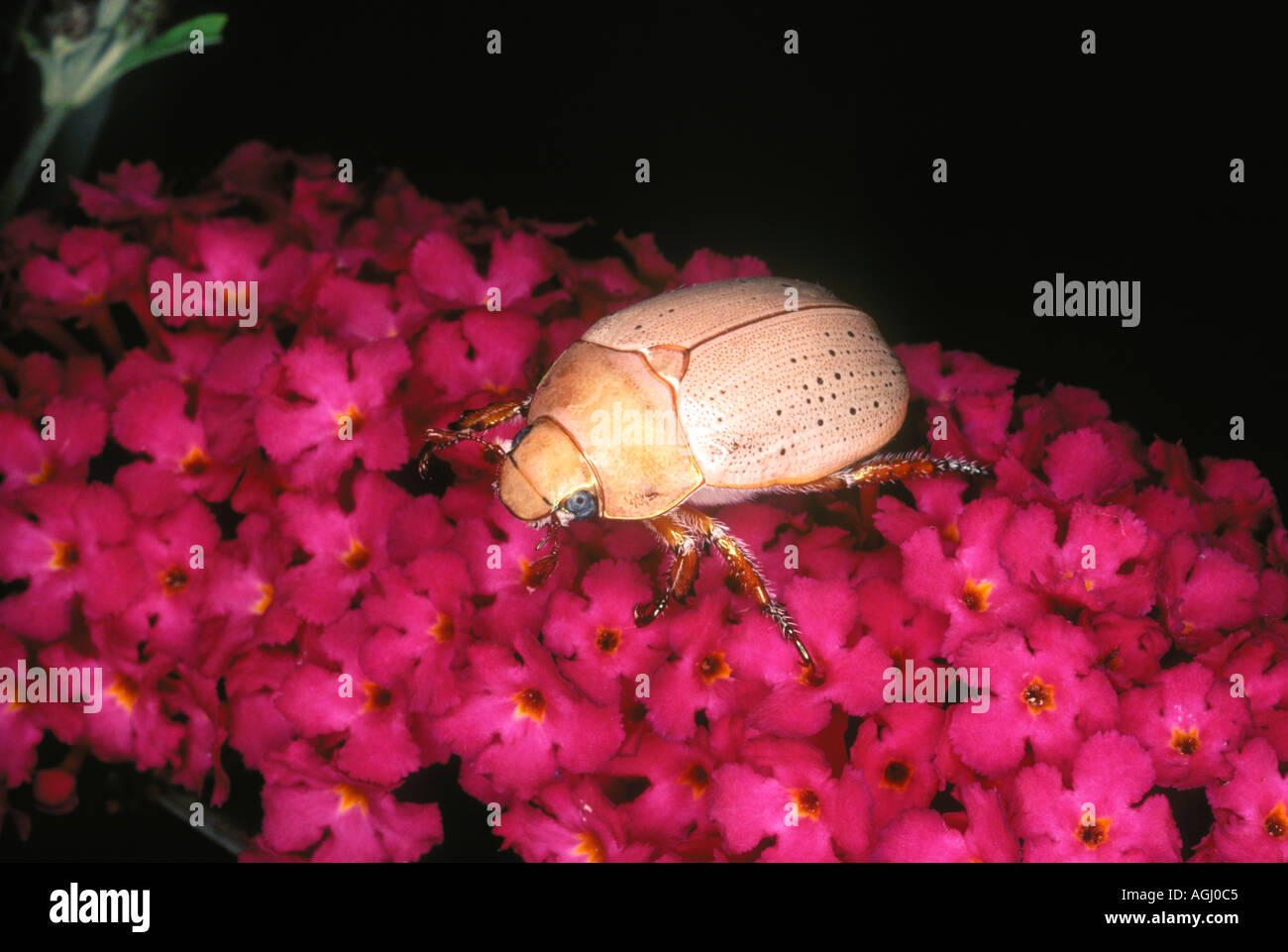 Anoplognathus viriditarsis hi-res stock photography and images - Alamy