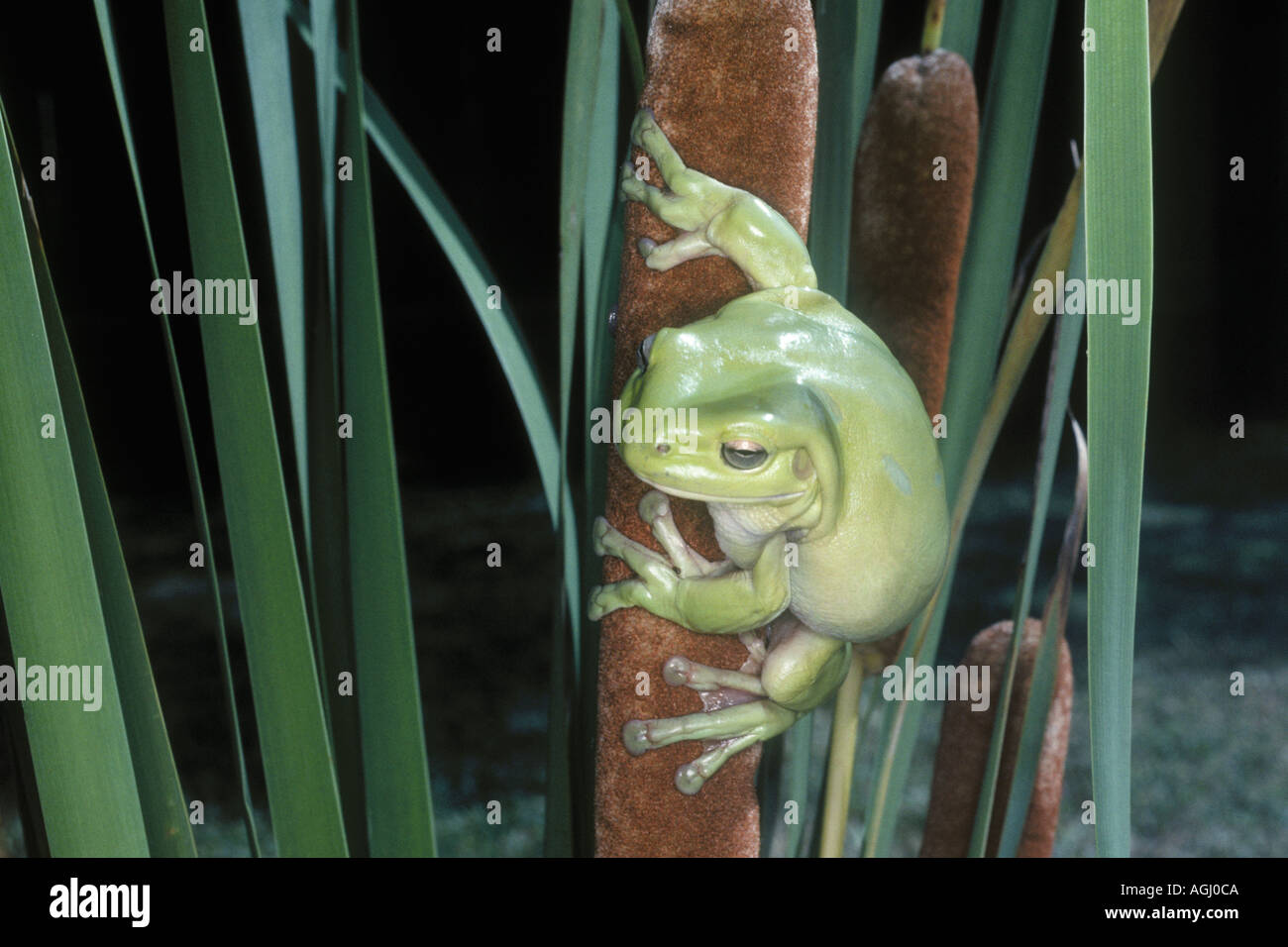 Australian tree frog resting hi-res stock photography and images - Alamy