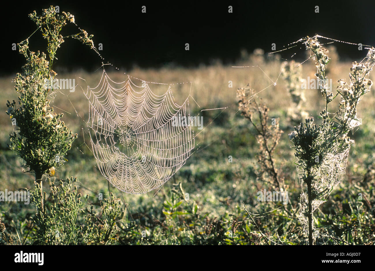 Huge spiders web australia hi-res stock photography and images - Alamy