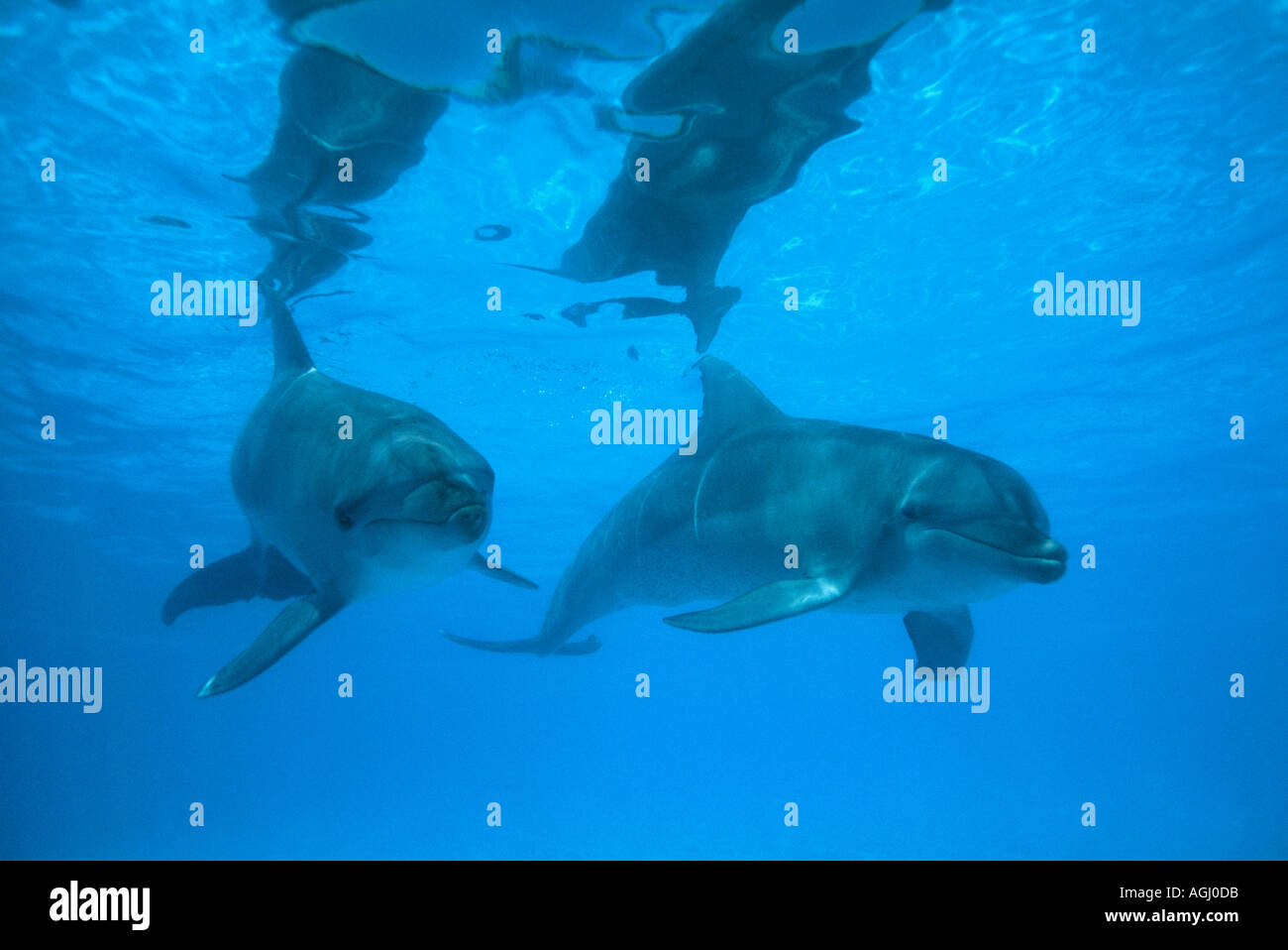 Two Indo-Pacific Bottlenose Dolphin,Tursiops aduncus, captive Stock ...
