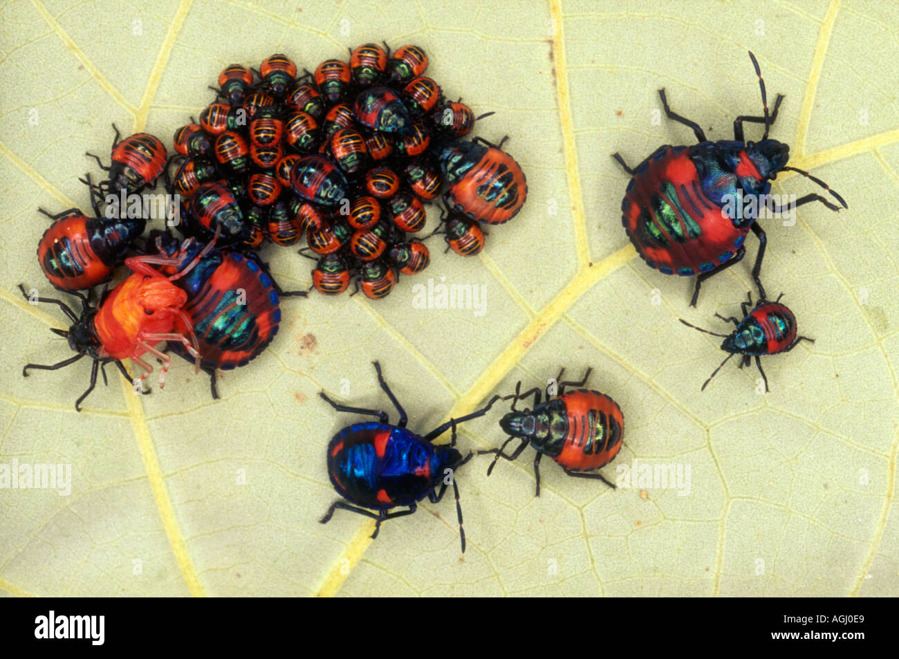 Baby beetles hi-res stock photography and images - Alamy