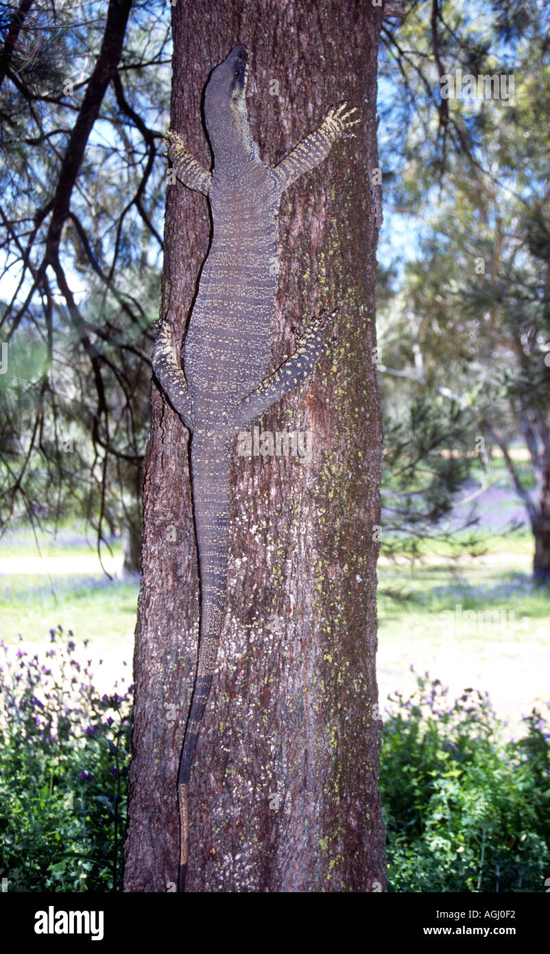 Goanna climbing a tree Stock Photo - Alamy