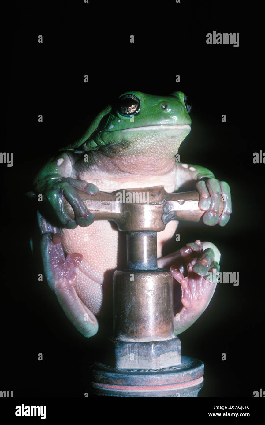 Frog water tap hi-res stock photography and images - Alamy