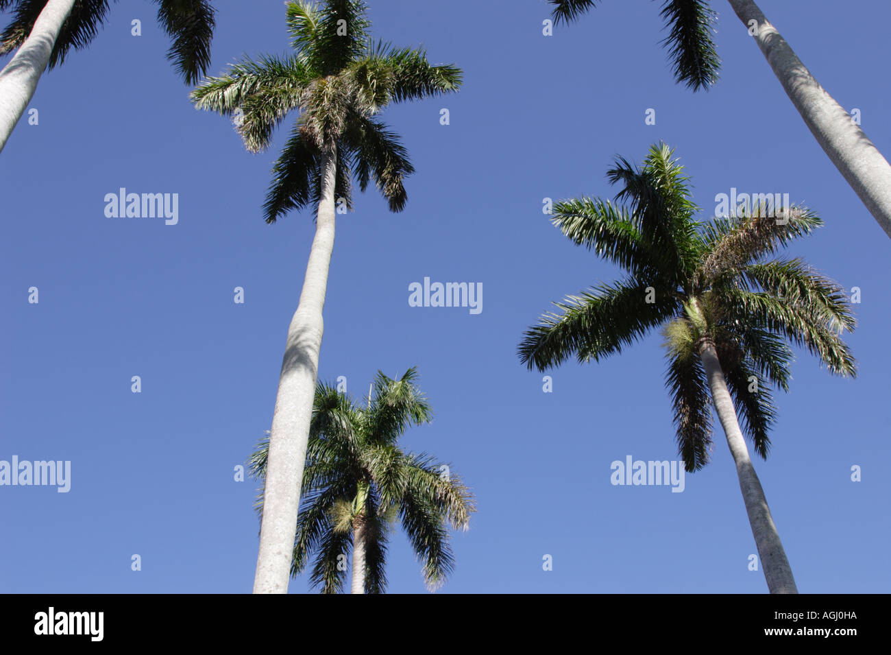 Royal palm cuba hi-res stock photography and images - Alamy