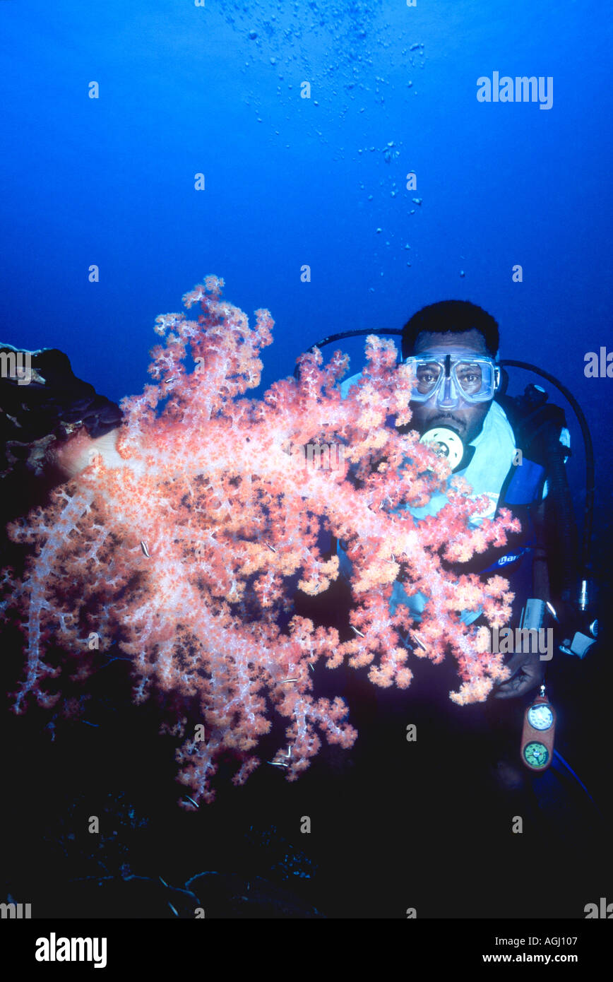 Diver with Pink Soft Coral Stock Photo - Alamy