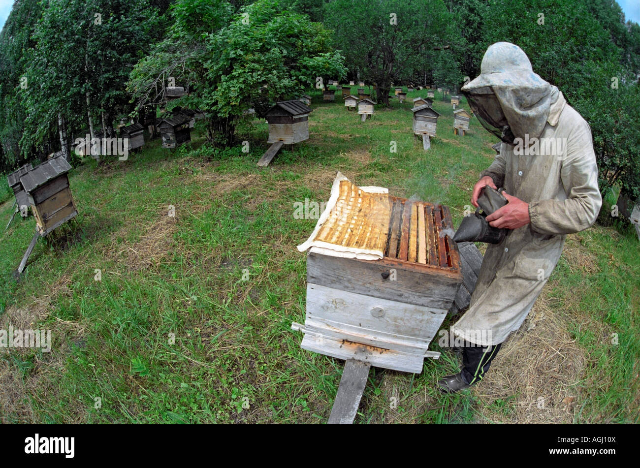 Open beehive hi-res stock photography and images - Alamy