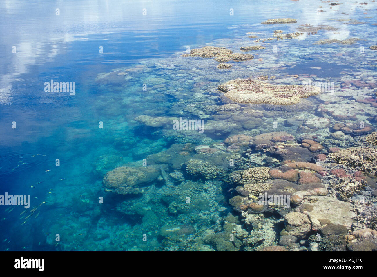 Exposed Corals on the Reef Edge Stock Photo - Alamy