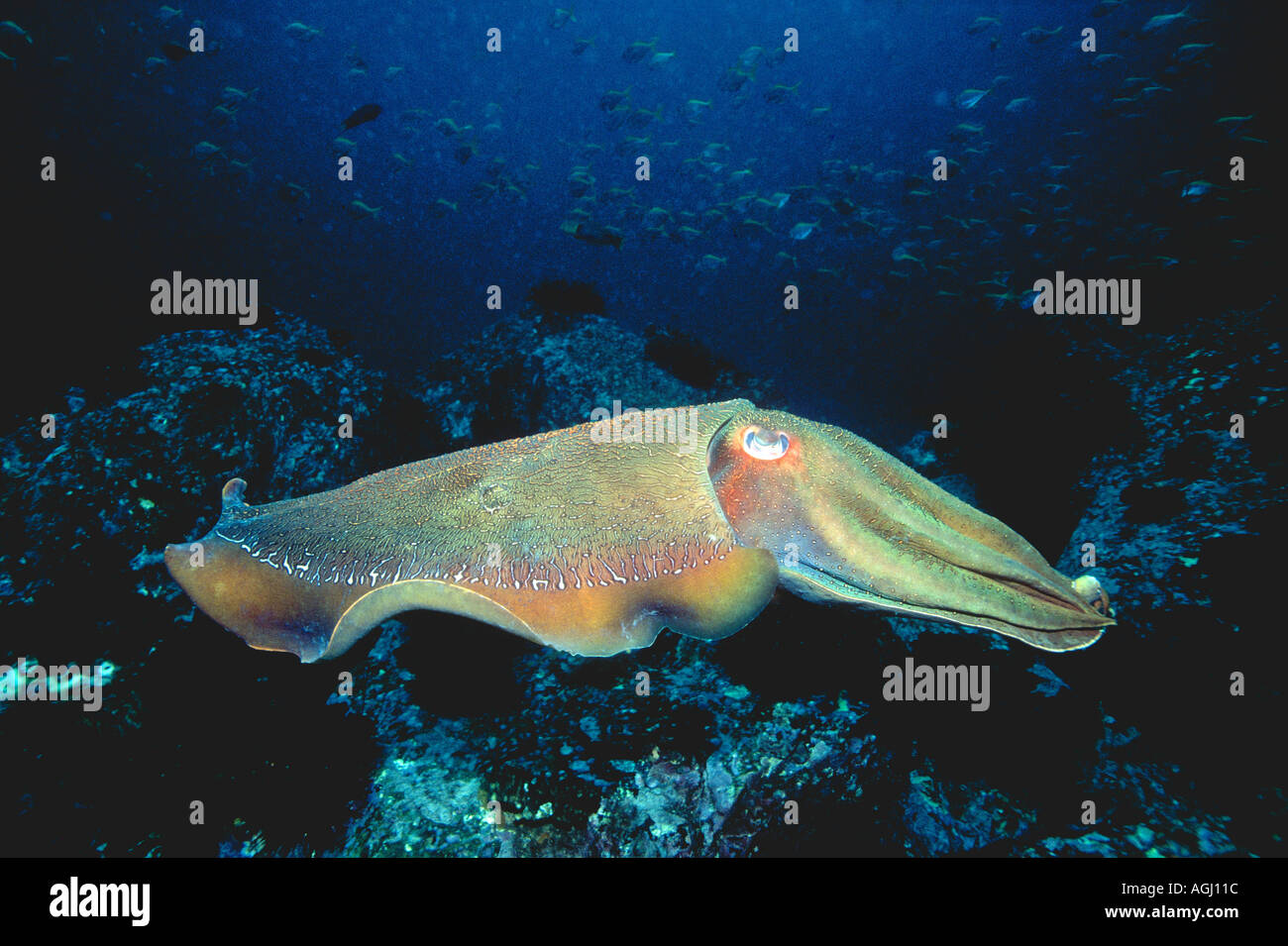 Australian giant cuttlefish hi-res stock photography and images - Alamy