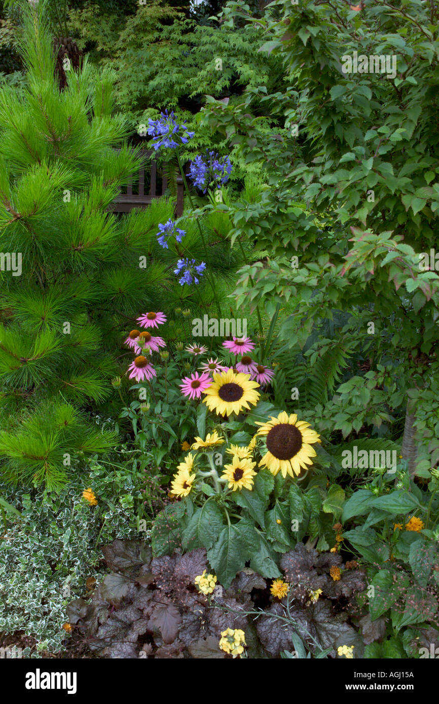 small town garden with good structure interesting trees and shrubs ...