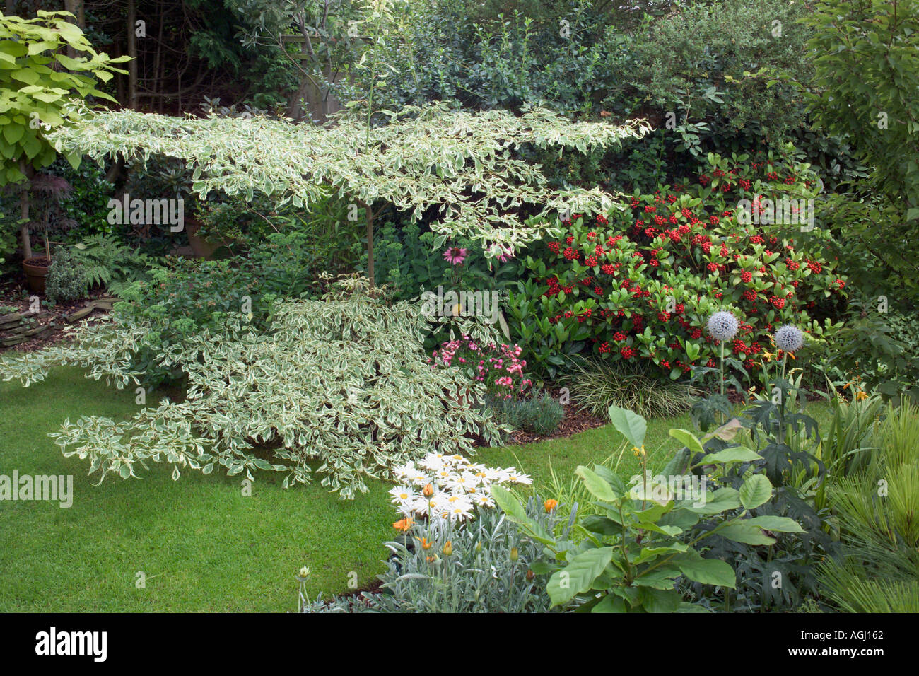 small town garden with good structure interesting trees and shrubs ...