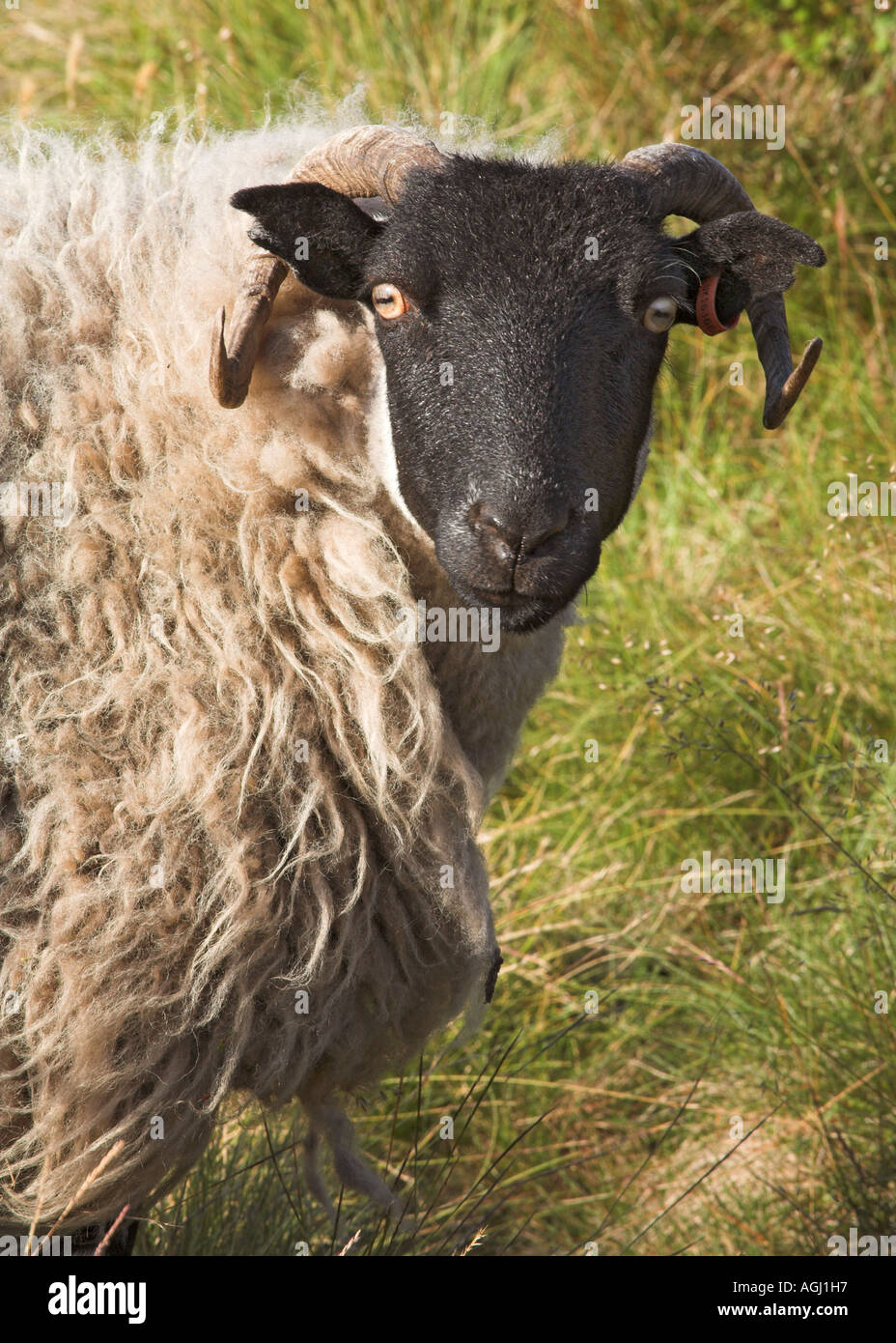 Sheep ram black faced hi-res stock photography and images - Alamy