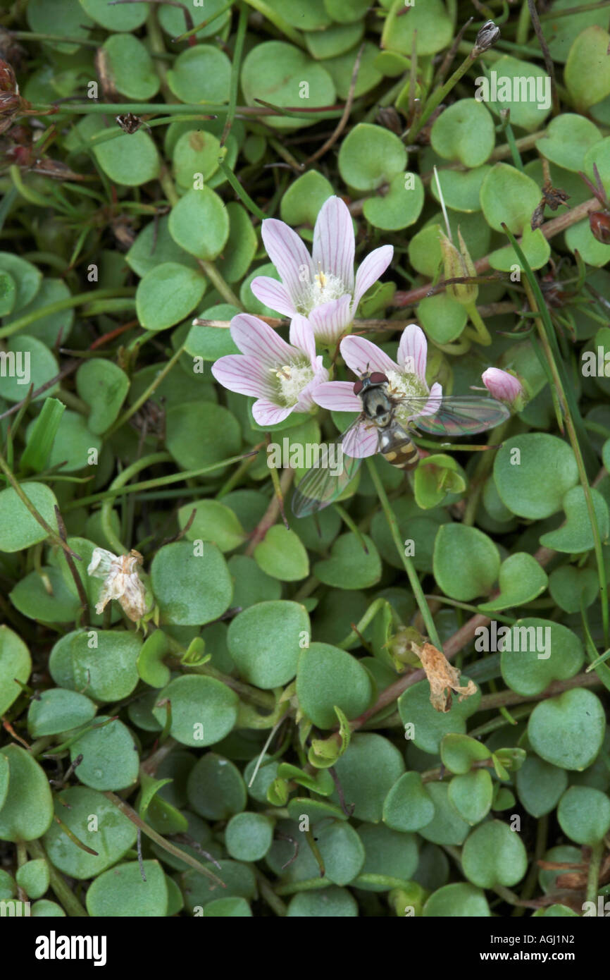 Bog Pimpernel Anagalis tenella with visiting hoverfly Stock Photo - Alamy