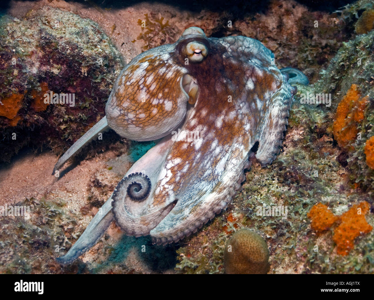 Moving octopus hi-res stock photography and images - Alamy