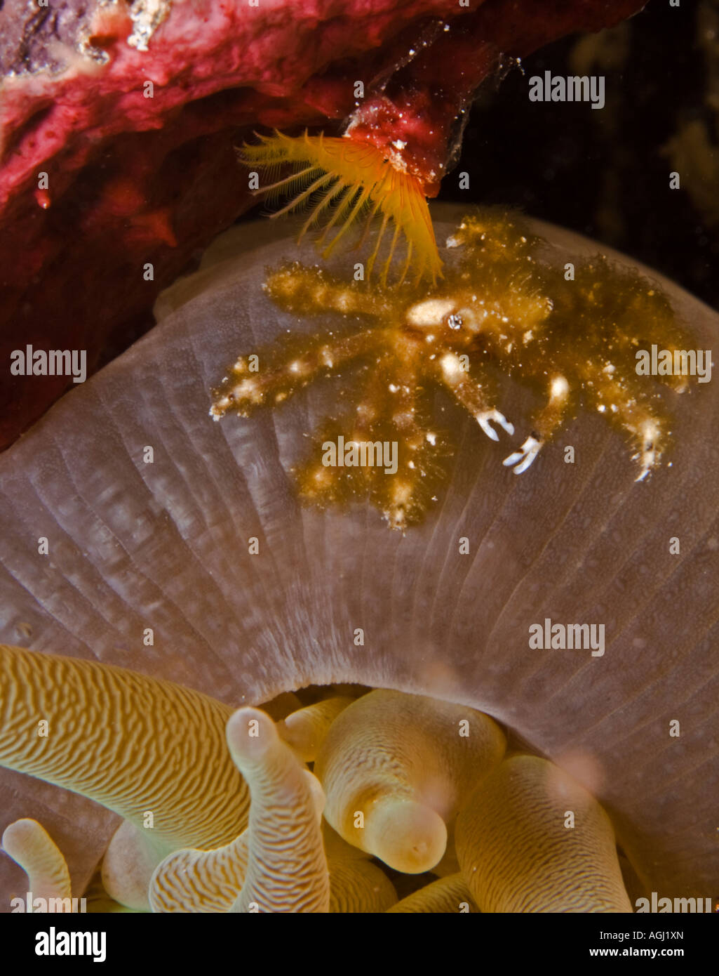 banded clinging crab Stock Photo - Alamy