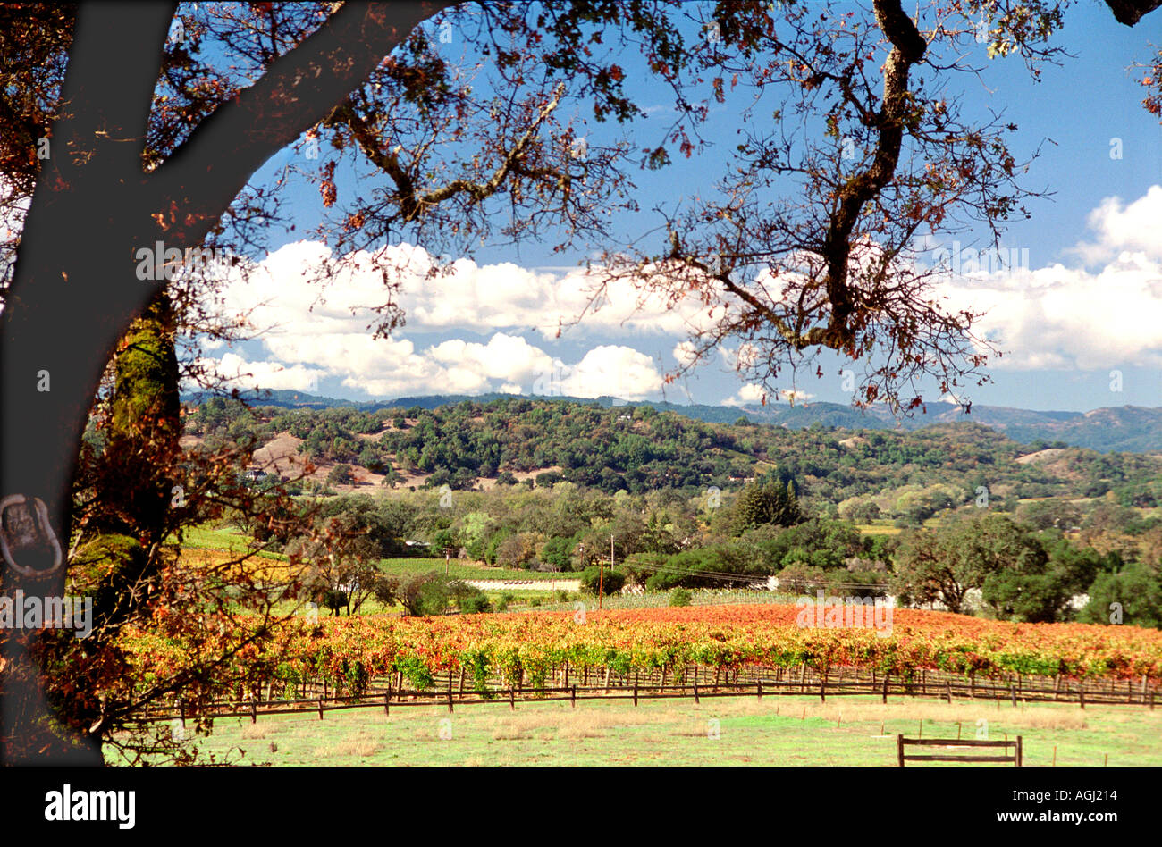 Russian River Valley Vineyard in California USA with background hills ...