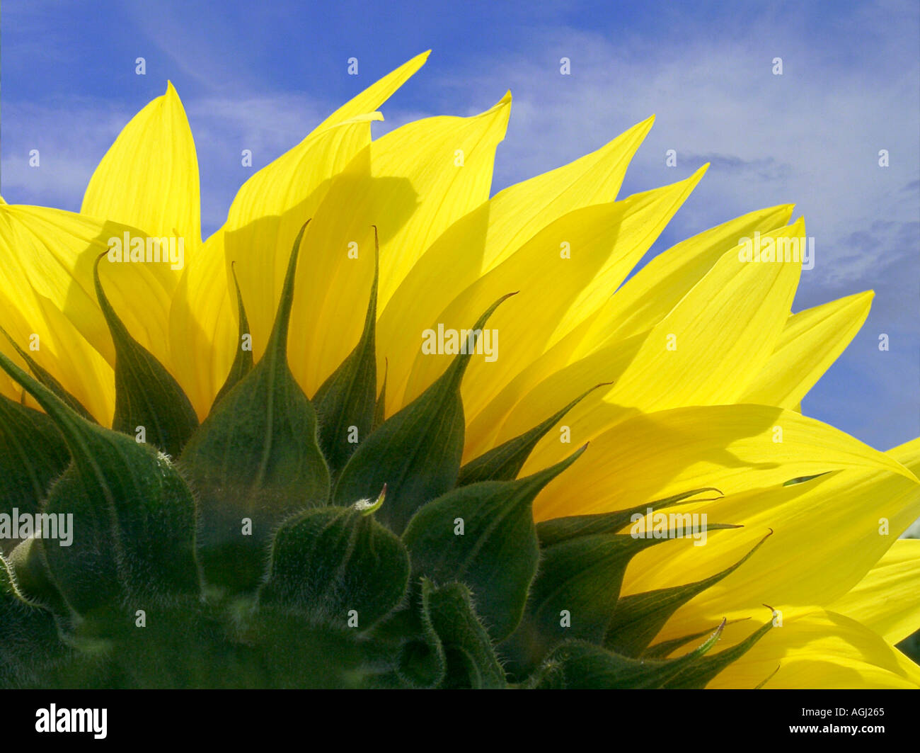 Closeup single sunflower head hi-res stock photography and images - Alamy