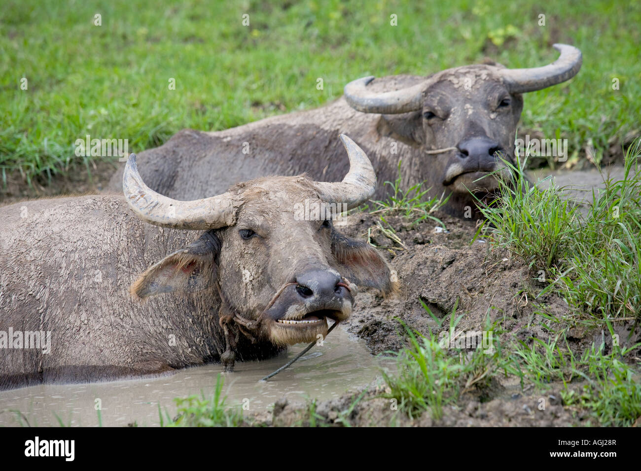 Domestic asian water buffalo hi-res stock photography and images - Alamy