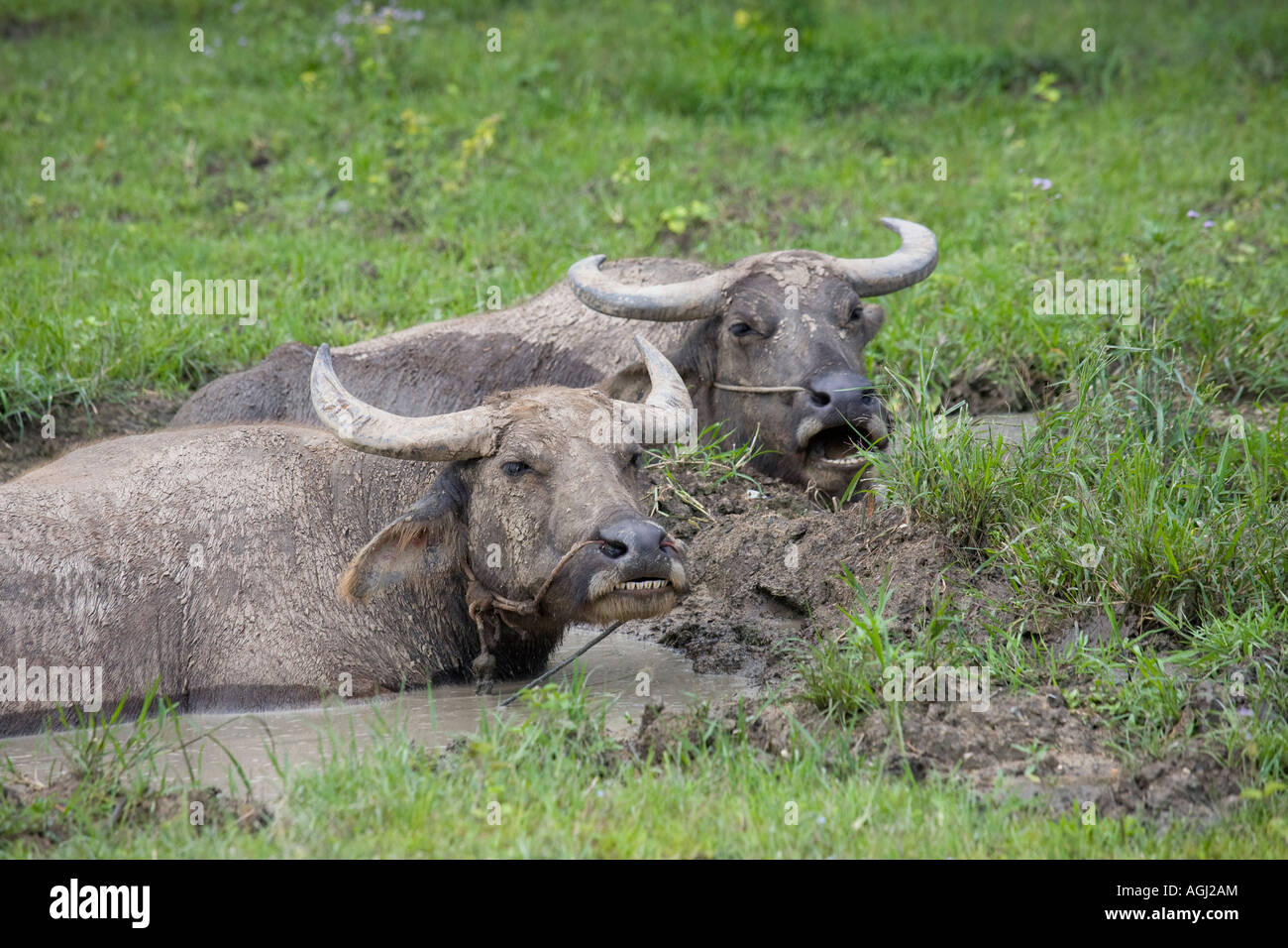 Two water Buffalo Thaton Chiang Mai Northern Thailand Stock Photo - Alamy