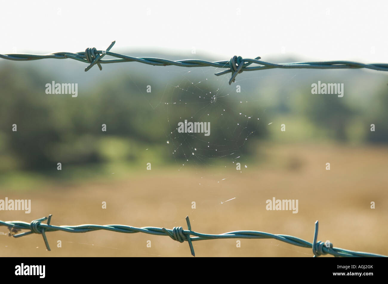 Wire cobweb hi-res stock photography and images - Alamy