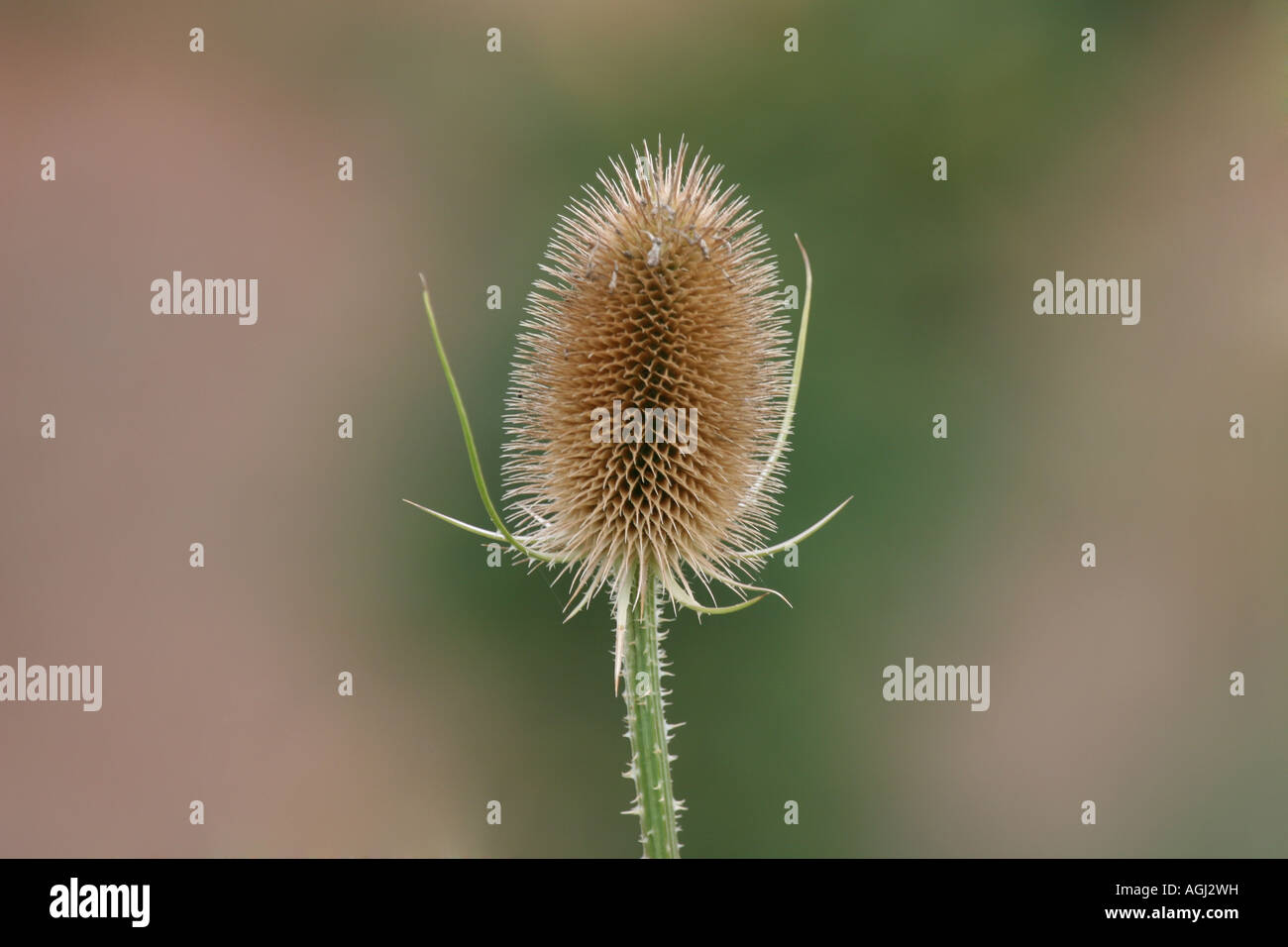 Close up of single teazle Stock Photo - Alamy