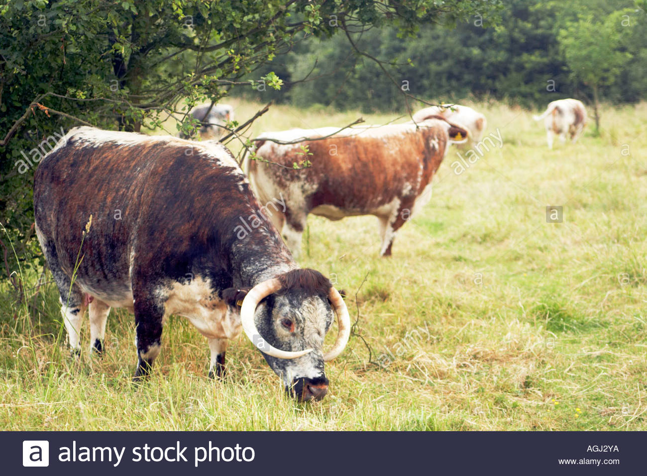 English Longhorn cattle, UK Stock Photo, Royalty Free Image: 8125497 ...