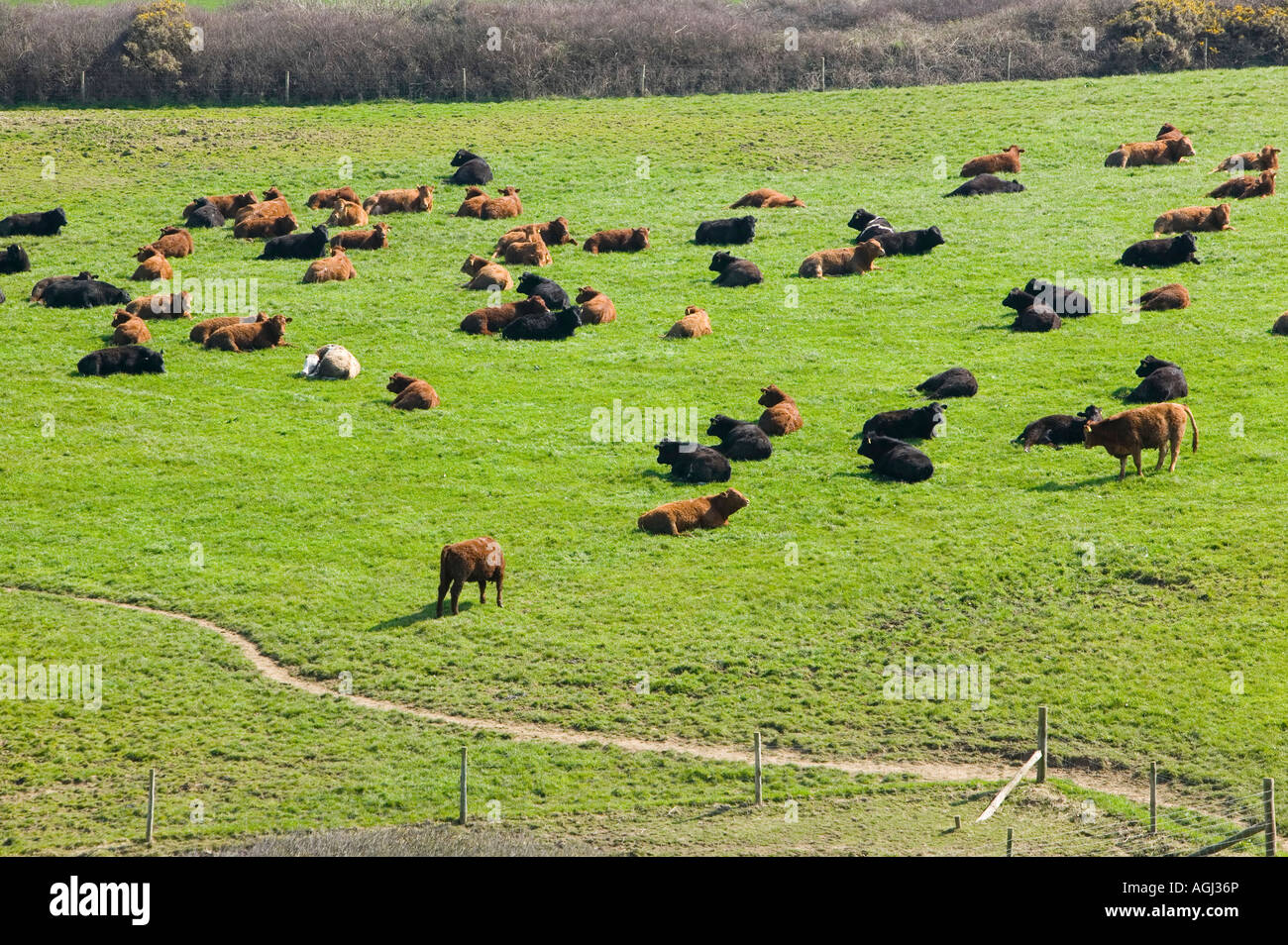 A field full of cows near Boscastle, Cornwall, UK Stock Photo - Alamy