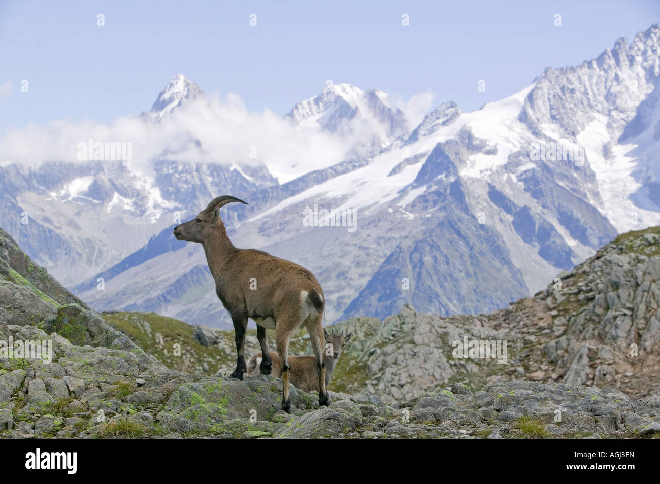 Ibex in the Aiguille Rouge National Park above Chamonix France Stock ...