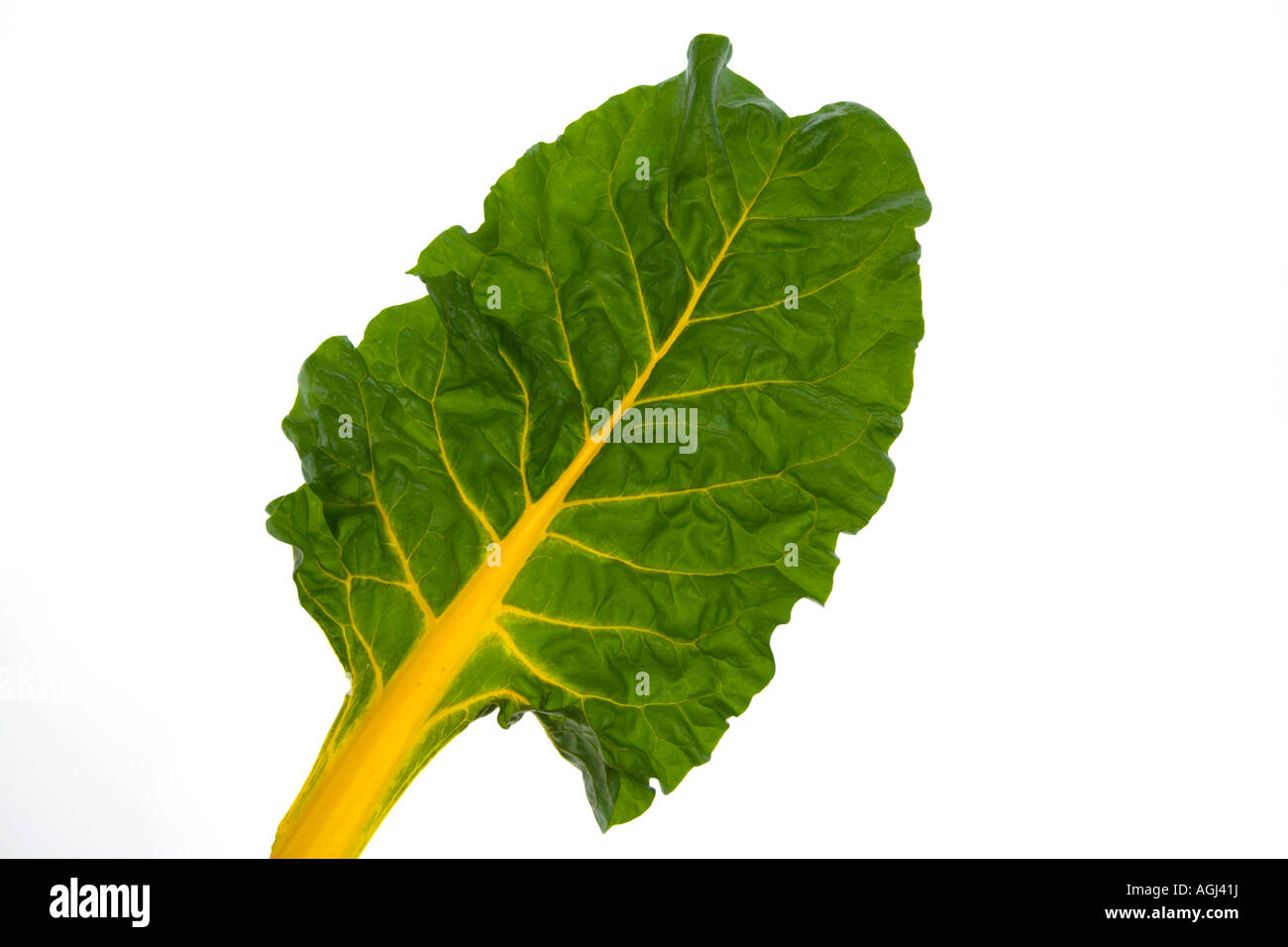 A Swiss chard leaf Stock Photo - Alamy