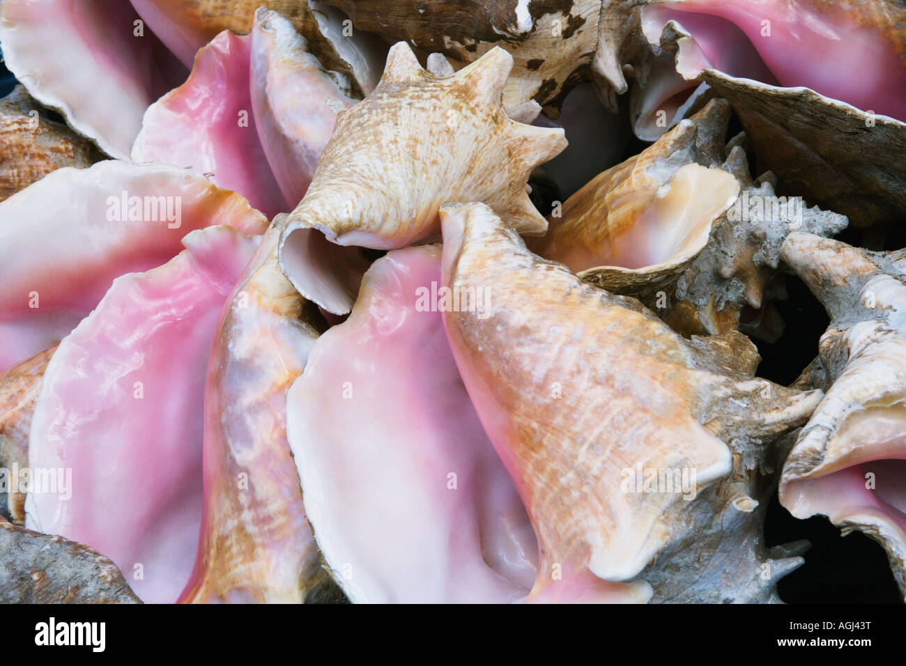 Close-up of conch shells Stock Photo - Alamy
