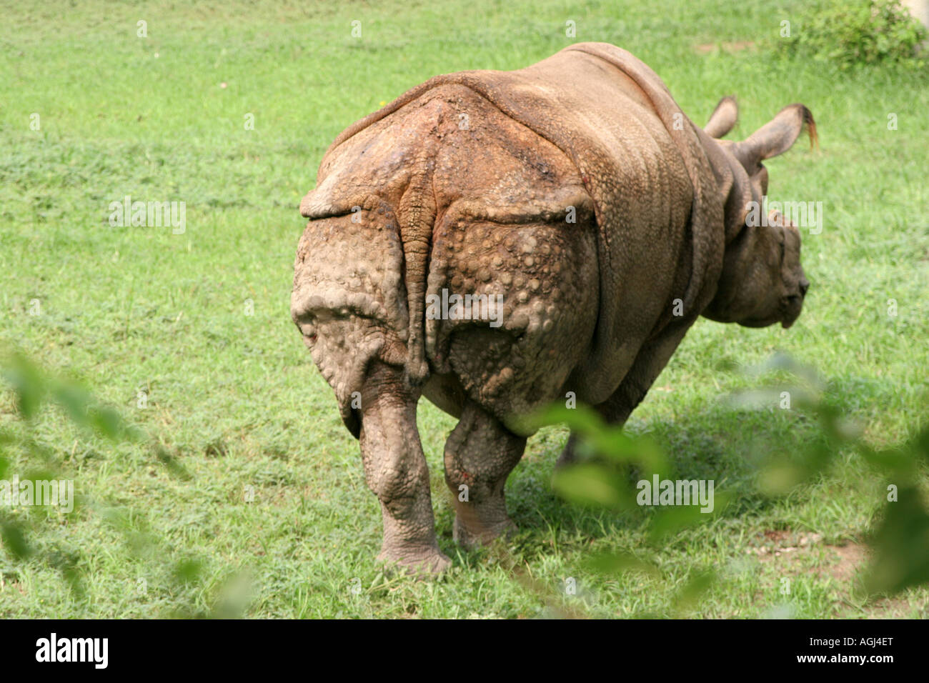 Rhino in Beijing Zoo it is the oldest and largest zoo in the Asia ...