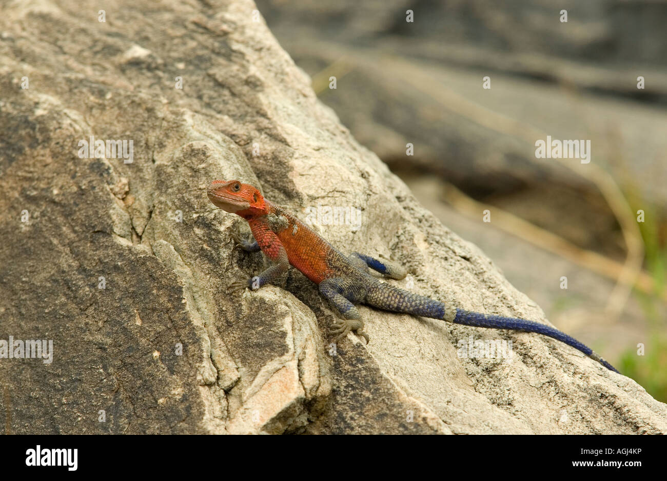 Red headed Agama lizard Stock Photo - Alamy