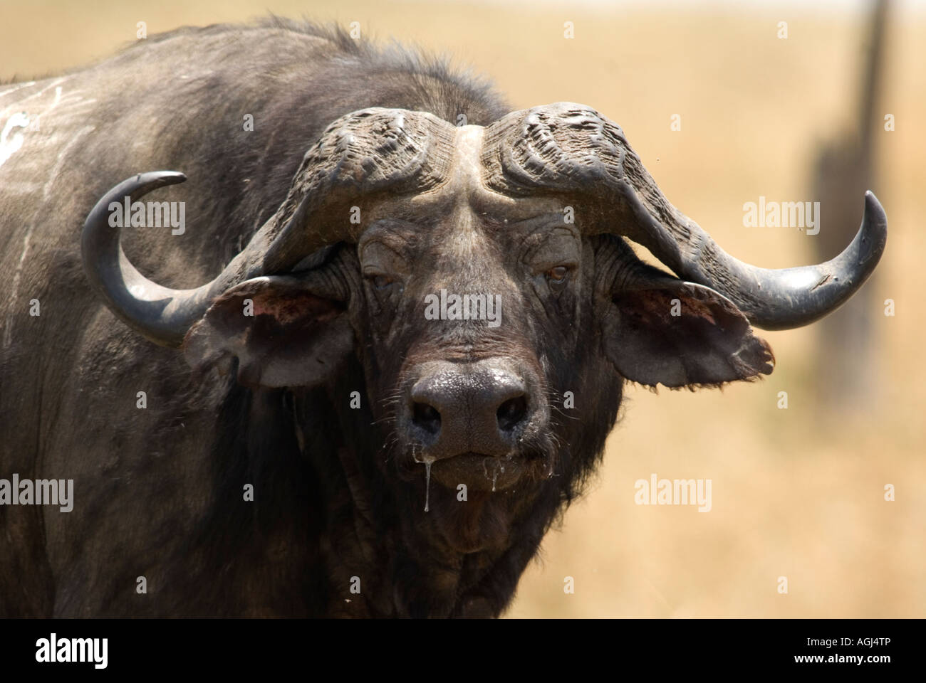 African Buffalo portrait Stock Photo - Alamy