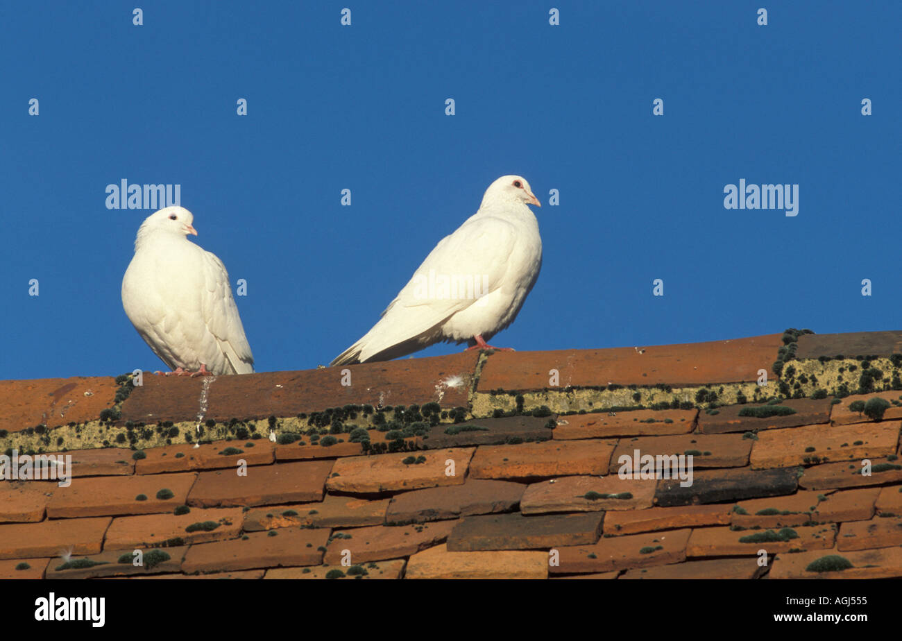 2 white doves hi-res stock photography and images - Alamy