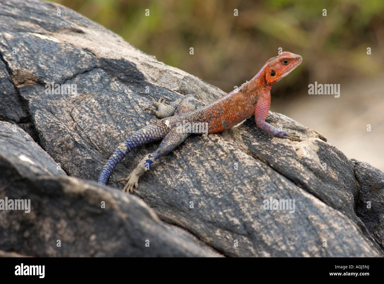 Red headed Agama lizard Stock Photo - Alamy
