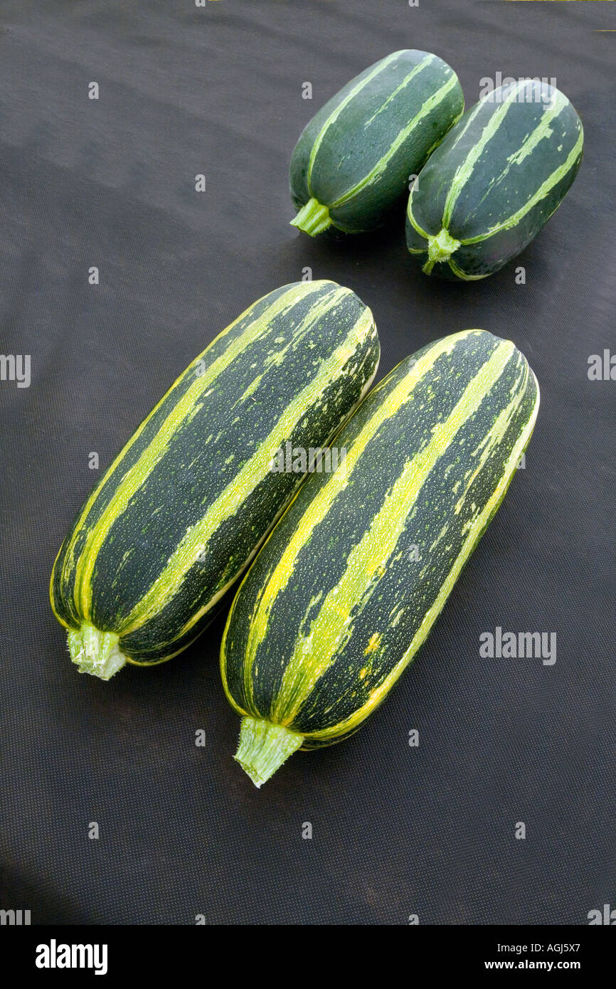 2 pairs of marrows on black background Stock Photo - Alamy