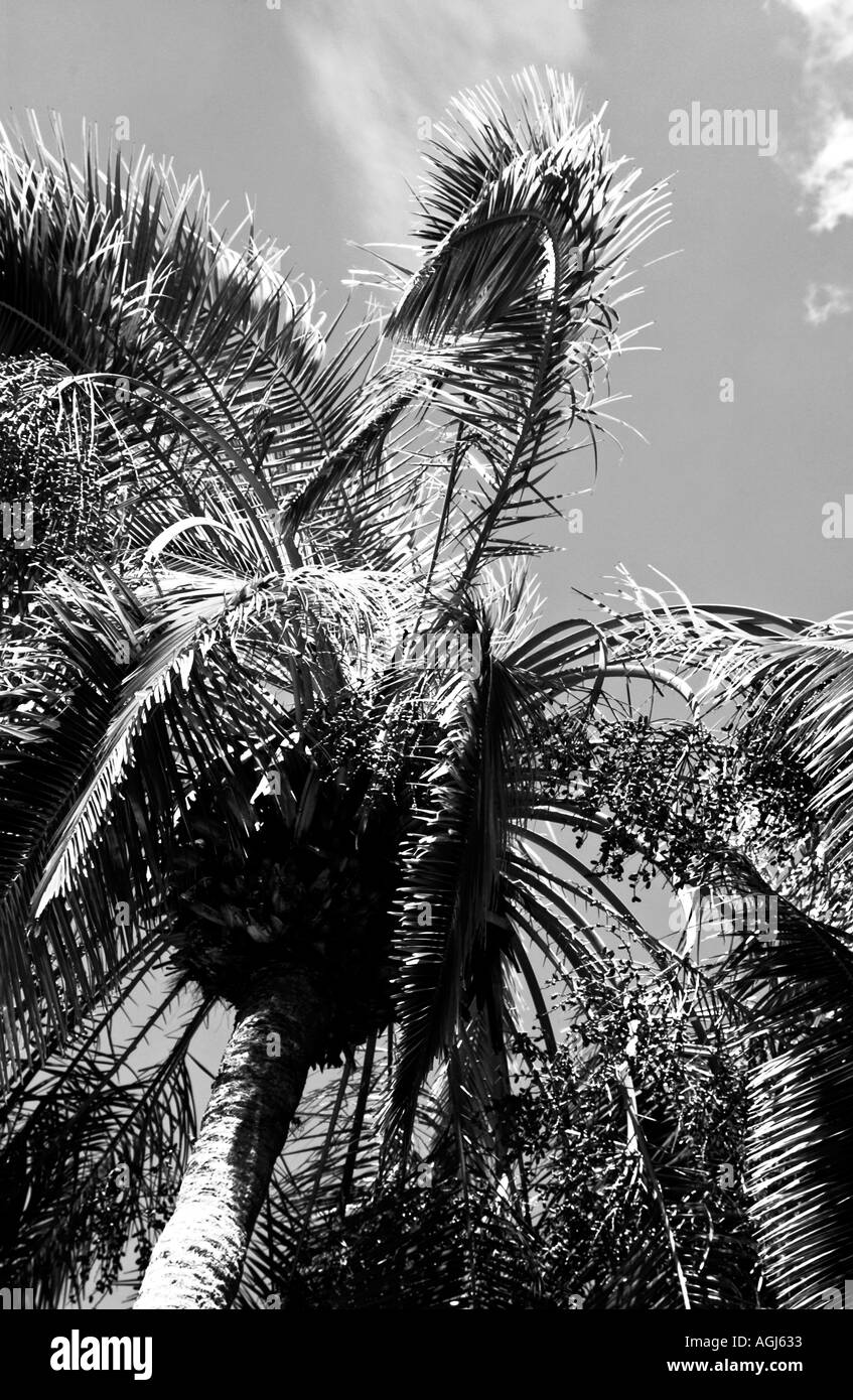 Palm tree leaves caribbean Black and White Stock Photos & Images - Alamy