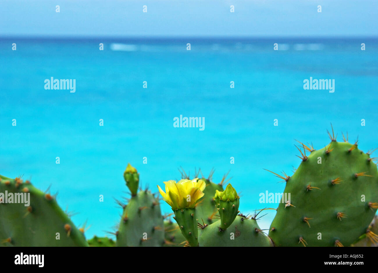 Blooming cactus near ocean Stock Photo - Alamy